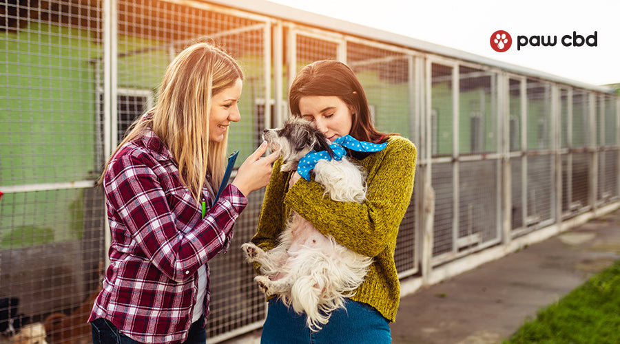 How to Prepare Financially For A New Pet | Paw CBD