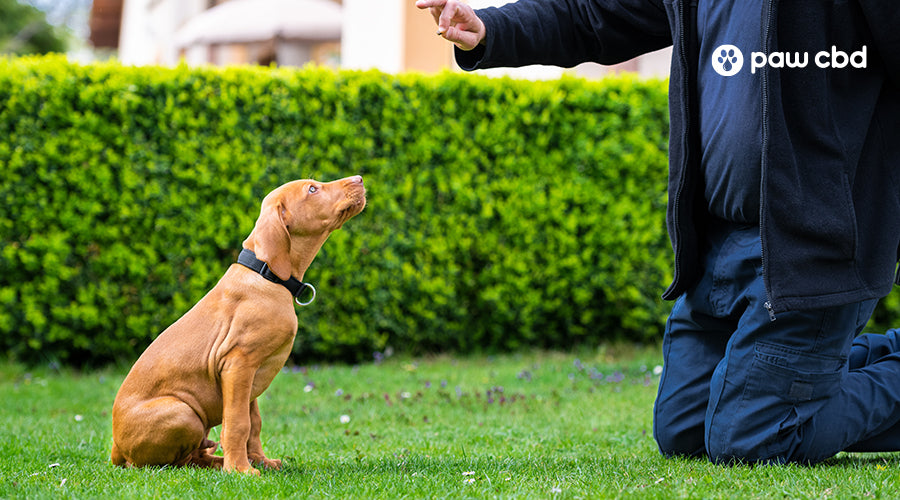 5 Basic Dog Commands for Puppy Obedience Training | Paw CBD