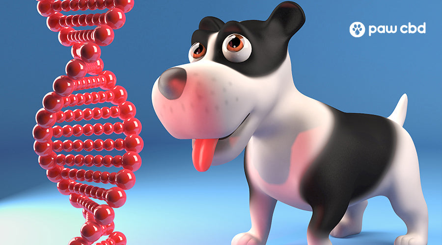Dog DNA Test: Everything You Need to Know | Paw CBD