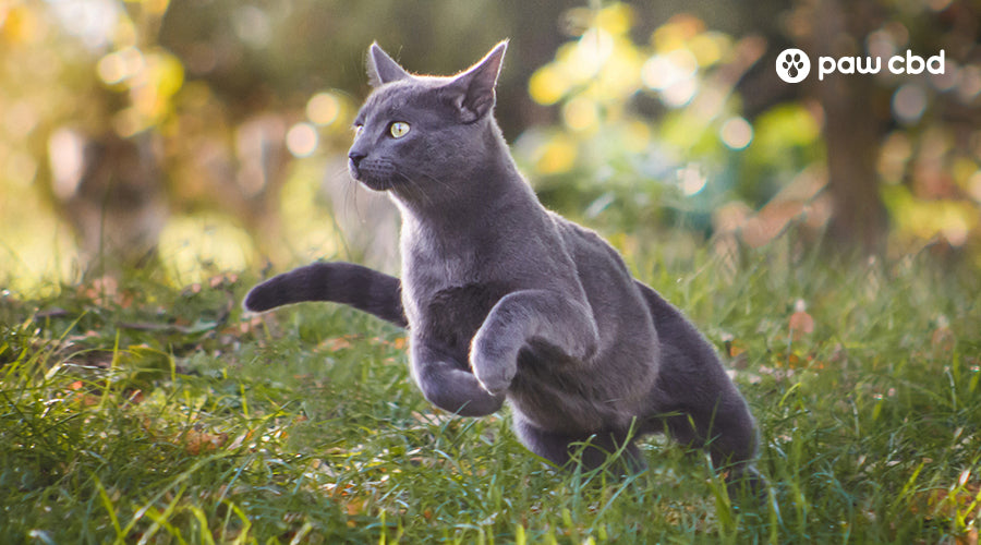 All About Cat Exercise: Needs, Benefits, and Ways to Play | Paw CBD