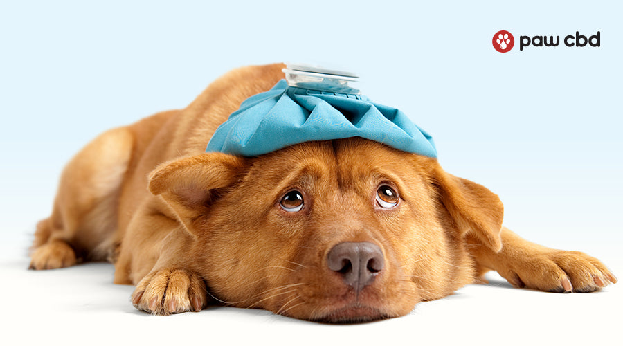 Can Dogs Get Headaches? Symptoms, Causes, and Treatment for Dog ...