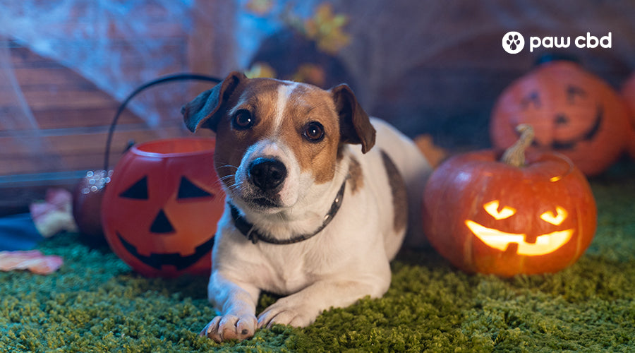 Everything You Need to Know About Halloween Pet Safety | Paw CBD