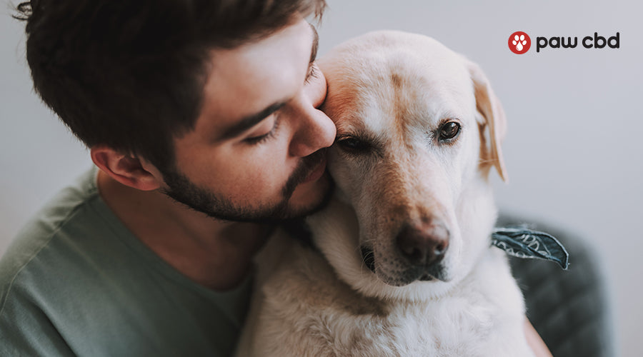 Signs Of Love Dogs How Do You Tell A Dog You Love Them Tell Your Dog ...