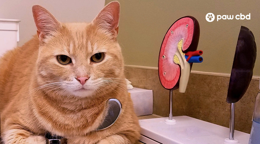 What You Need to Know About Kidney Issues in Cats | Paw CBD