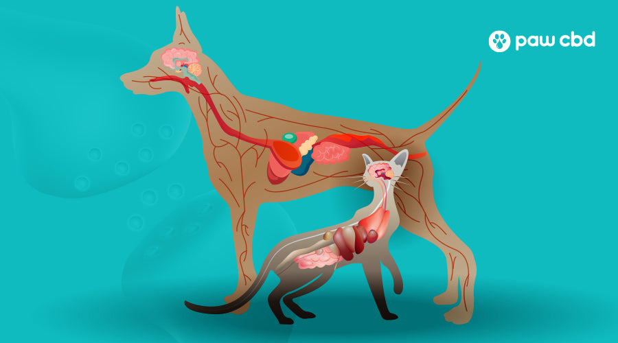 The Endocannabinoid System in Cats and Dogs | Paw CBD