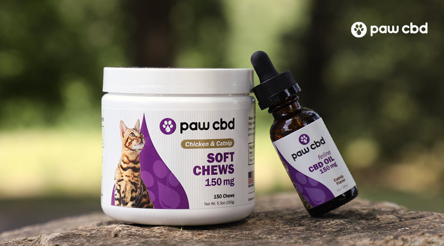 CBD for Cats: The Ultimate Buying Guide for Pet Owners | Paw CBD