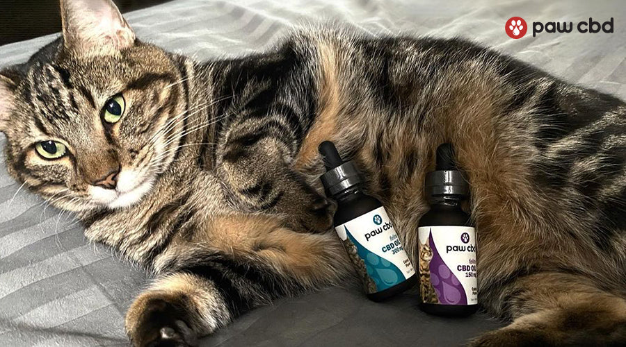 Benefits of CBD for Cats - Paw CBD