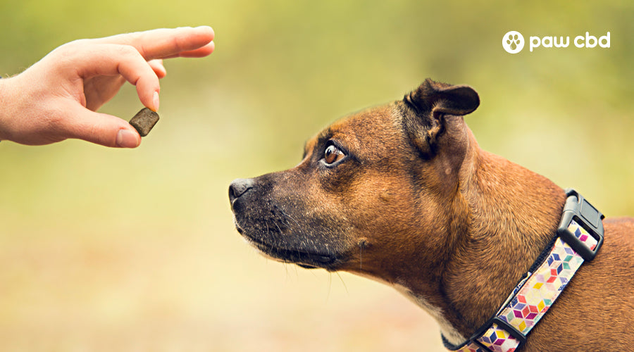 CBD Soft Chews for Pets: 6 Reasons To Try Them | Paw CBD