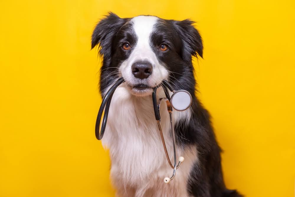 Yearly Preventative Care Checklist For Dogs and Cats