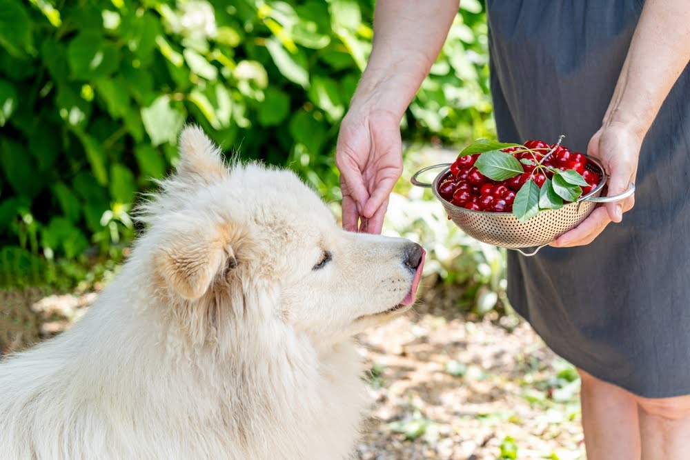 Can Dogs Eat Cherries?