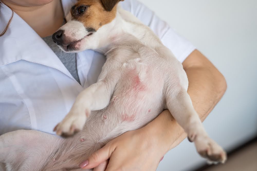 Common Skin Problems For Dogs + the Best Natural Remedies