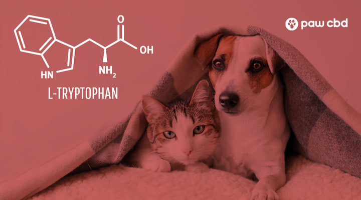 L-Tryptophan for Dogs and Cats: A Complete Guide | Paw CBD