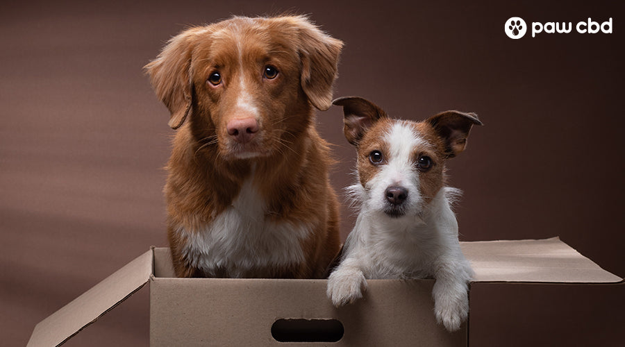 Tips for Pet Care When Moving | Paw CBD