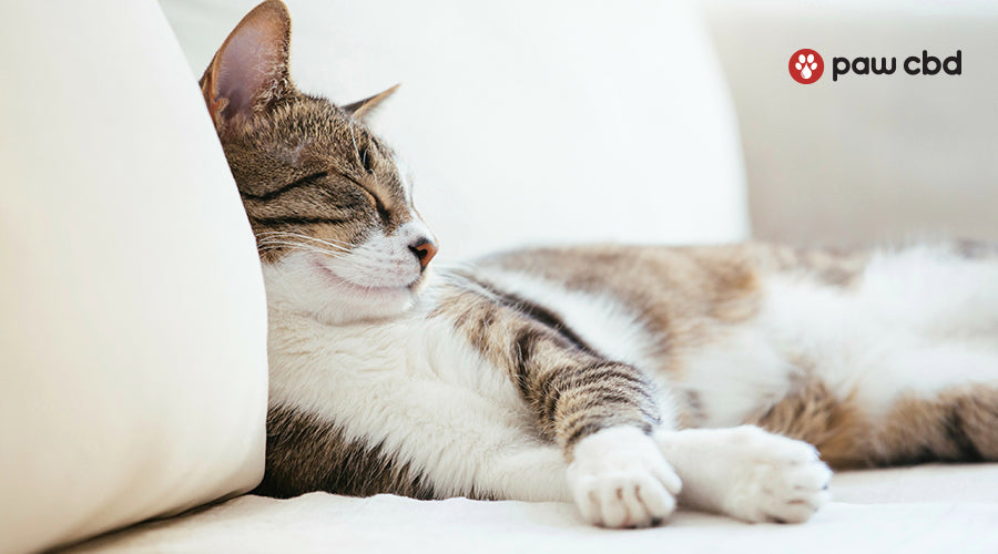 The Importance of Sleep for Better Cat Health | Paw CBD