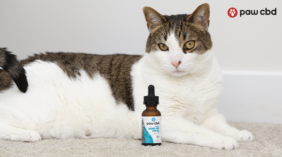 Using CBD Oil for Cats Makes Dosing Easy
