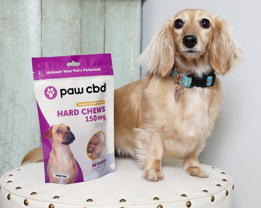CBD Dog Chews – Hard Chews for Natural Stress Relief
